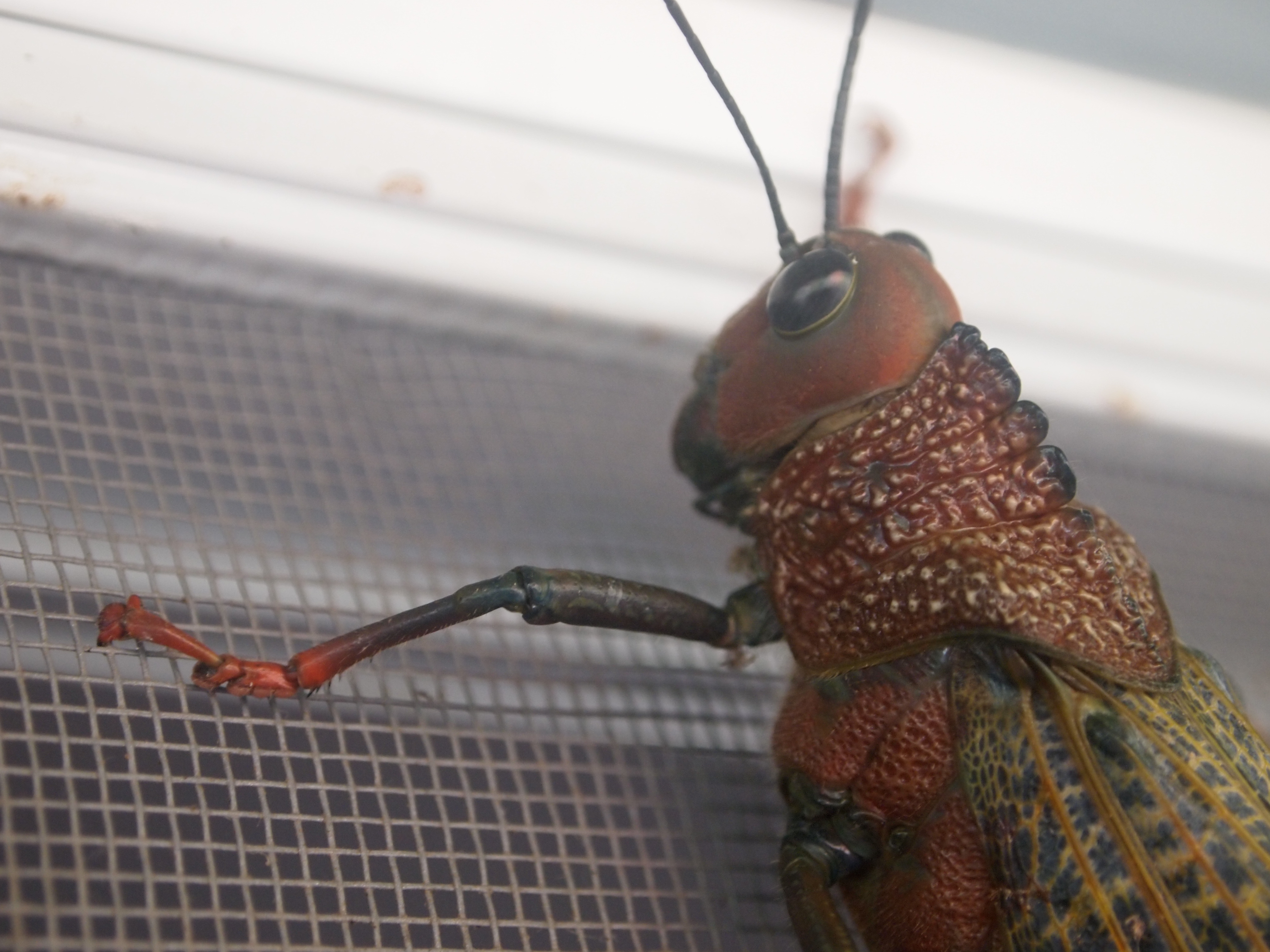 That’s not a bug… | An Expat Life in Nicaragua